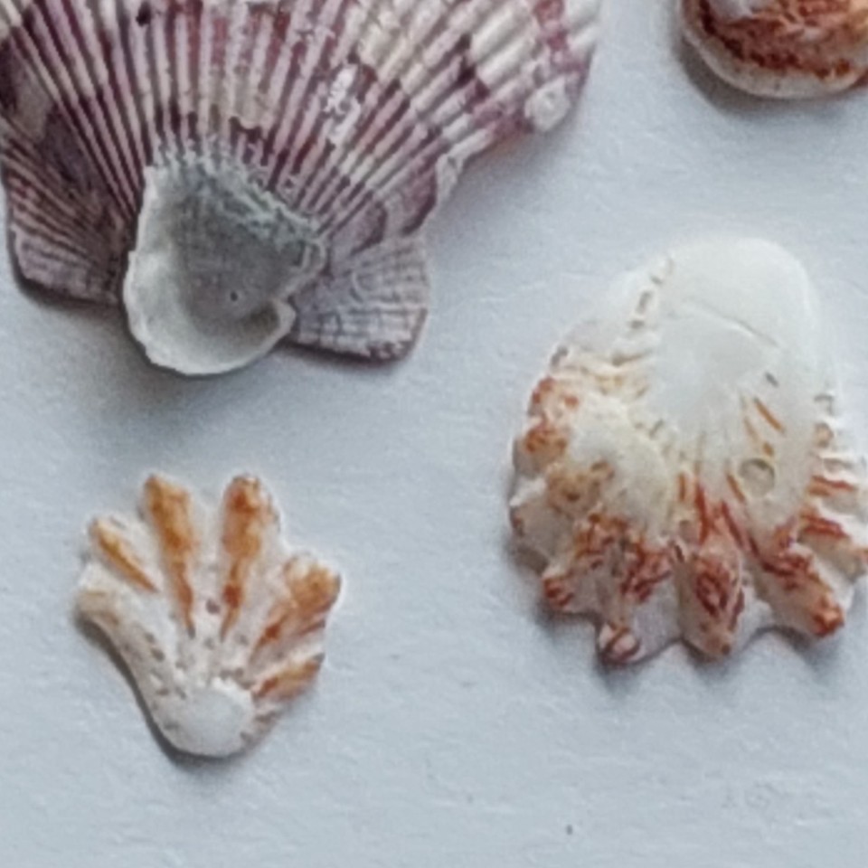 Shark teeth, fossils, seashells lot from Florida beaches 8/20#10 | eBay