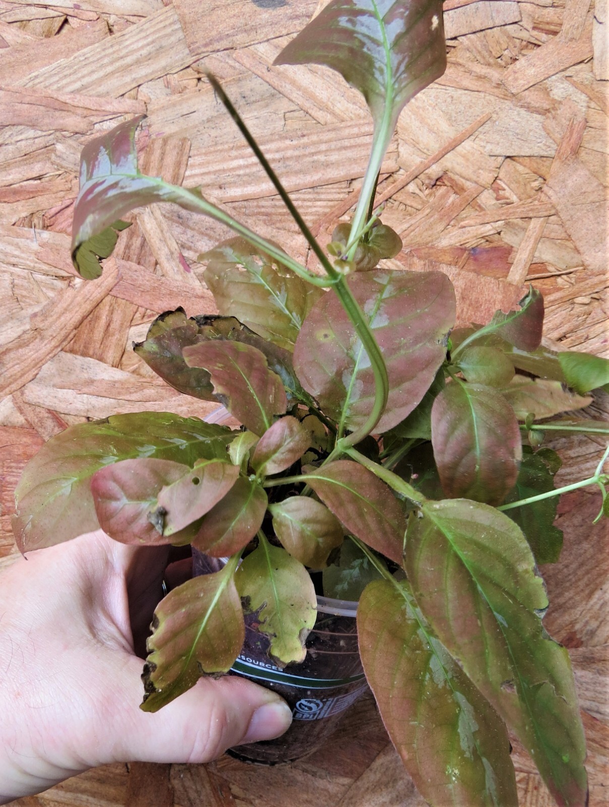 Pseuderanthemum Alatum (Chocolate Soldier plant) | eBay