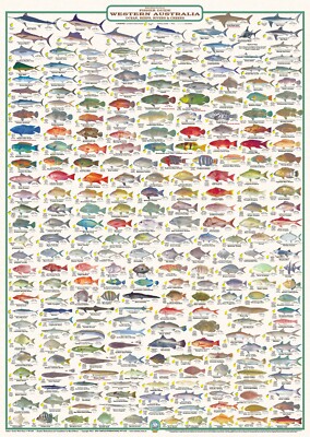 Australian Fish Identification - Fisherman's Guide WA - LAM - CAMTAS ...