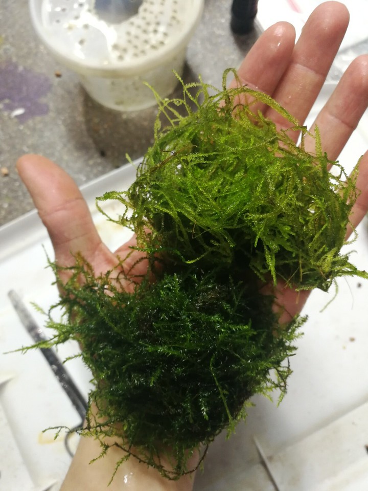 willow moss and java moss, live aquarium plant, TWO bags, | eBay