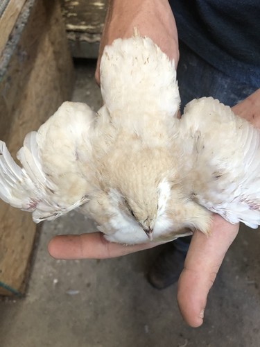 50+ German Pastel Collection Coturnix Hatching Eggs By Myshire ...