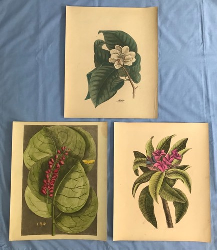 Color Lithograph Prints Botanical 1940s | eBay