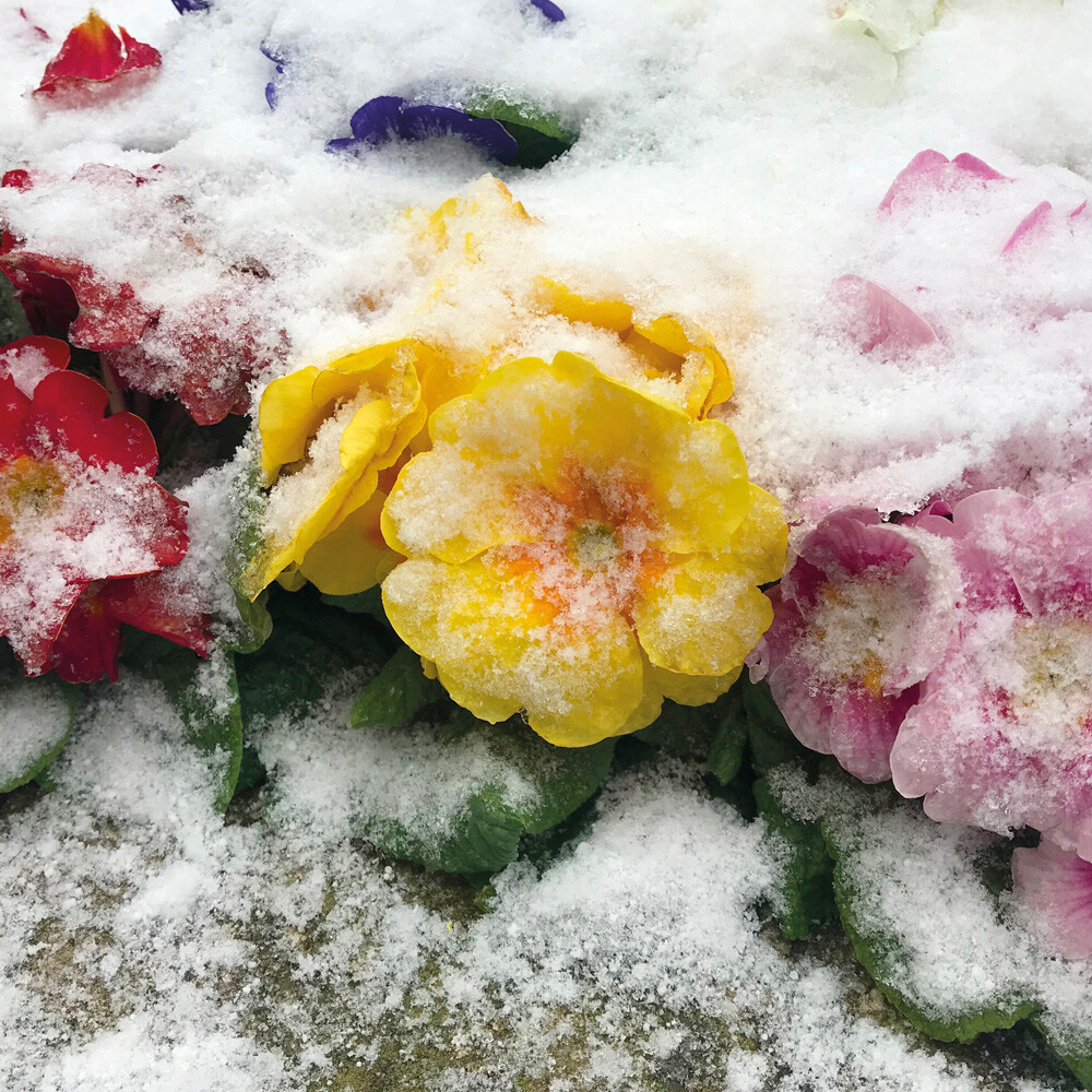 Primrose Plants Hardy Perennial Husky Mixed Garden Flower Easy Grow ...