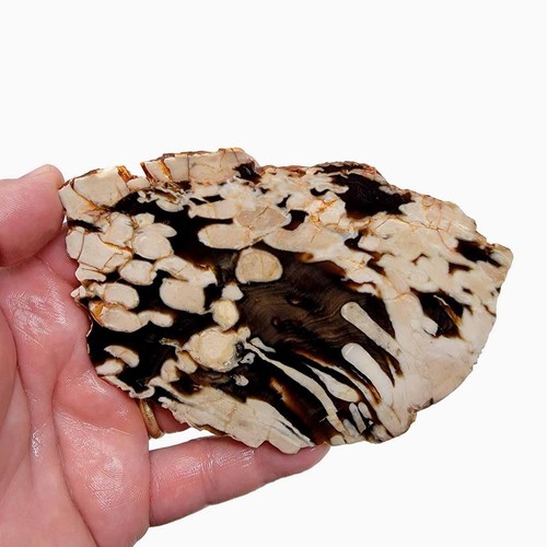Fossil Peanut Wood Petrified Wood Slab! Lapidary Stone Slab! | eBay
