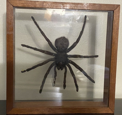 Real Tarantula (Grammostola pulchra) Taxidermy - Mounted, In Glass ...