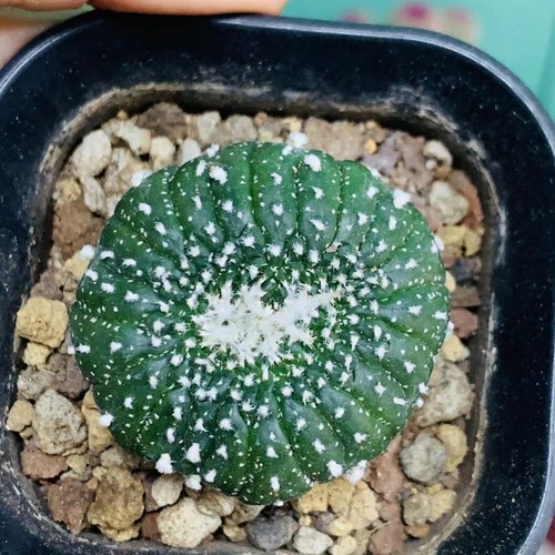 Rare Plant Caci Live Astrophytum asterias Cristata WYSIWYG seedgrown ...