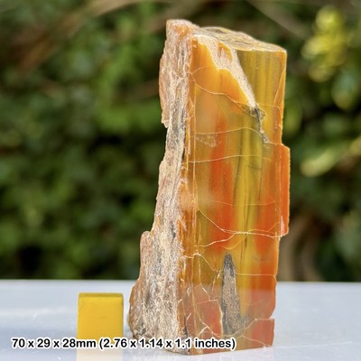 Pentoxylon Polished Red Petrified Wood Fossil Jurassic Miles Formation ...
