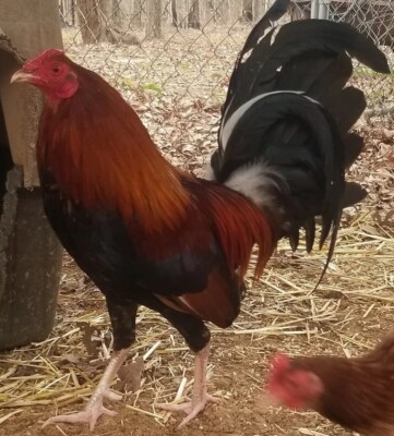 Livestock Supplies - Gamefowl Hatching Eggs