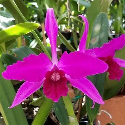 FRAGRANT ~ Cattleya Orchid ~ purpurata (Raspberry' x 'Double Flame ...