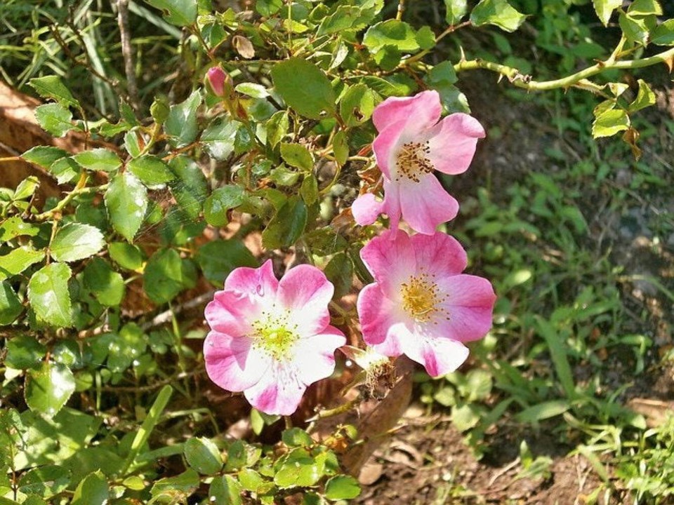 25 Mixed Colors ANGEL WINGS MINIATURE ROSE Bush Mix Rosa Chinensis ...