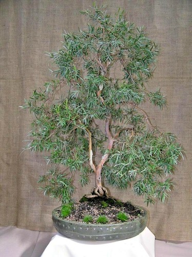 Leptospermum madidum - Weeping Tea Tree / Whitewood - 100 seeds | eBay ...