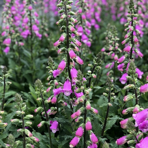 Suttons Garden Dwarf Foxglove Plant Digitalis Panther Purple Flowers ...
