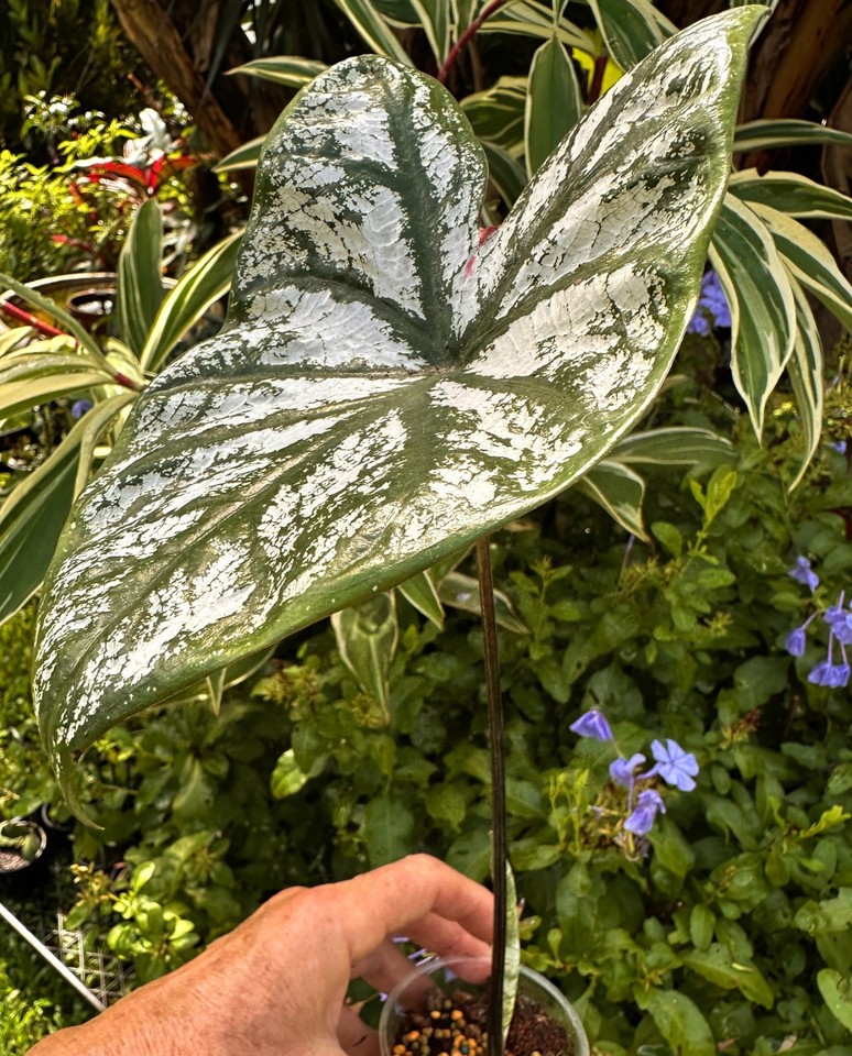 Caladium White Christmas - Lush New Season Variegated Plant 🦋 Colly ...