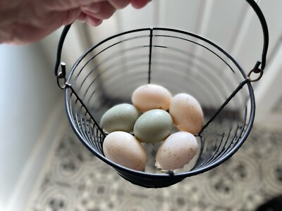 12+ Fertile Duck Hatching Eggs Mix NPIP AI Ancona Cayuga Silver ...