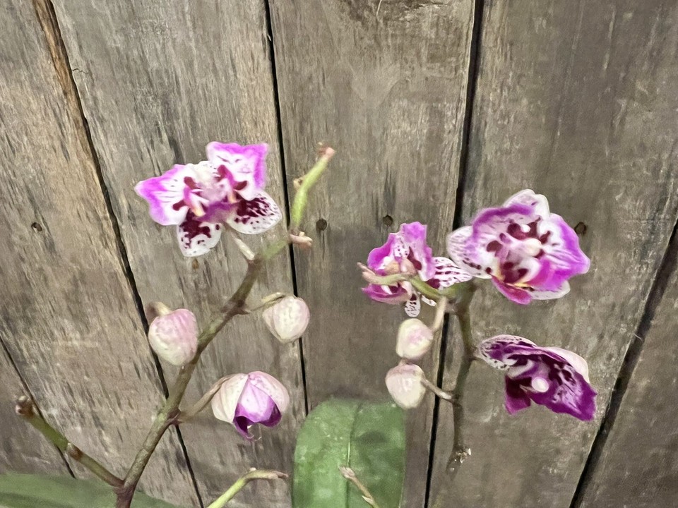 Phal. Formosa Cranberry ‘Wilson’, Blooming Size, Perloric, FREE ...