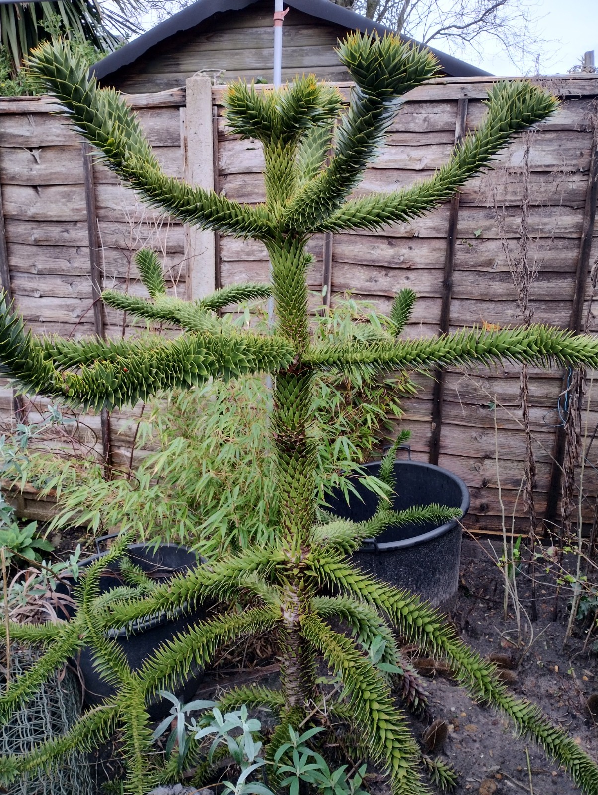 6ft Monkey Puzzle Tree | eBay UK