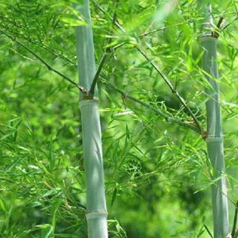 50+Giant Moso Bamboo Seeds Perennial evergreen Grows Edible Bamboo ...