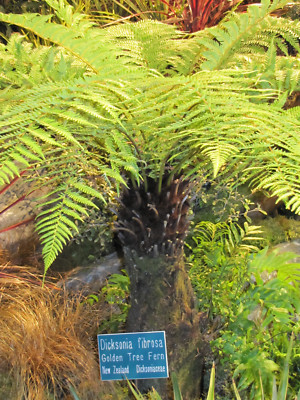 Golden Tree Fern (Dicksonia Fibrosa) 500 Spores | eBay