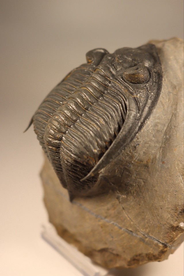 Zlichovaspis rugosa Trilobite Fossil Devonian Morocco Arthropod Fossil ...