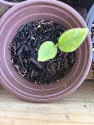 Baby Lemon Tree Seedling - Live Plant, 4-5” Tall, Healthy Bareroot ...