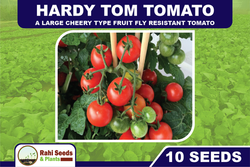 Hardy Tom Tomato - A Large Cheery Type Fruit Fly Resistant Tomato - 10 ...