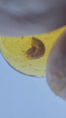 Tiny Perfect Snail Shell, 2mm Pristine Fossil In Genuine burmite Amber ...