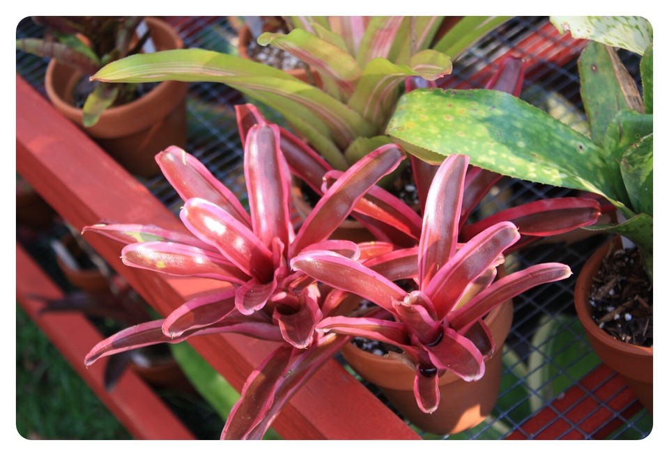 8 assorted bromeliads mix lot SMALL plants neoregelia vriesea ...