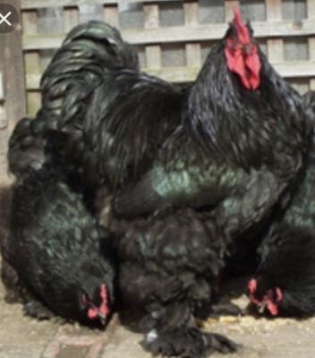Poultry - Cochin Eggs