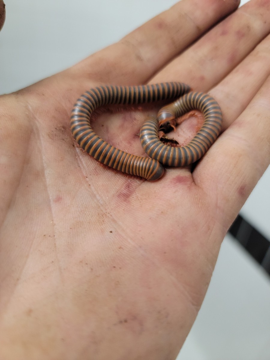 Baby Millipede