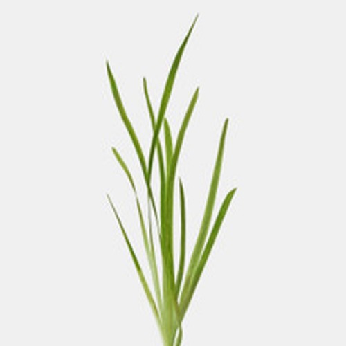 2 Jungle Vals - 4 Inches Tall - Italian Val Vallisneria Live Aquarium ...