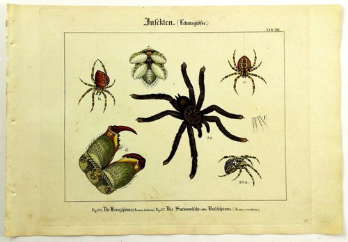 1821 Wilmsen Large Antique Hand Colored Print INSECTS CROSS SPIDER ...