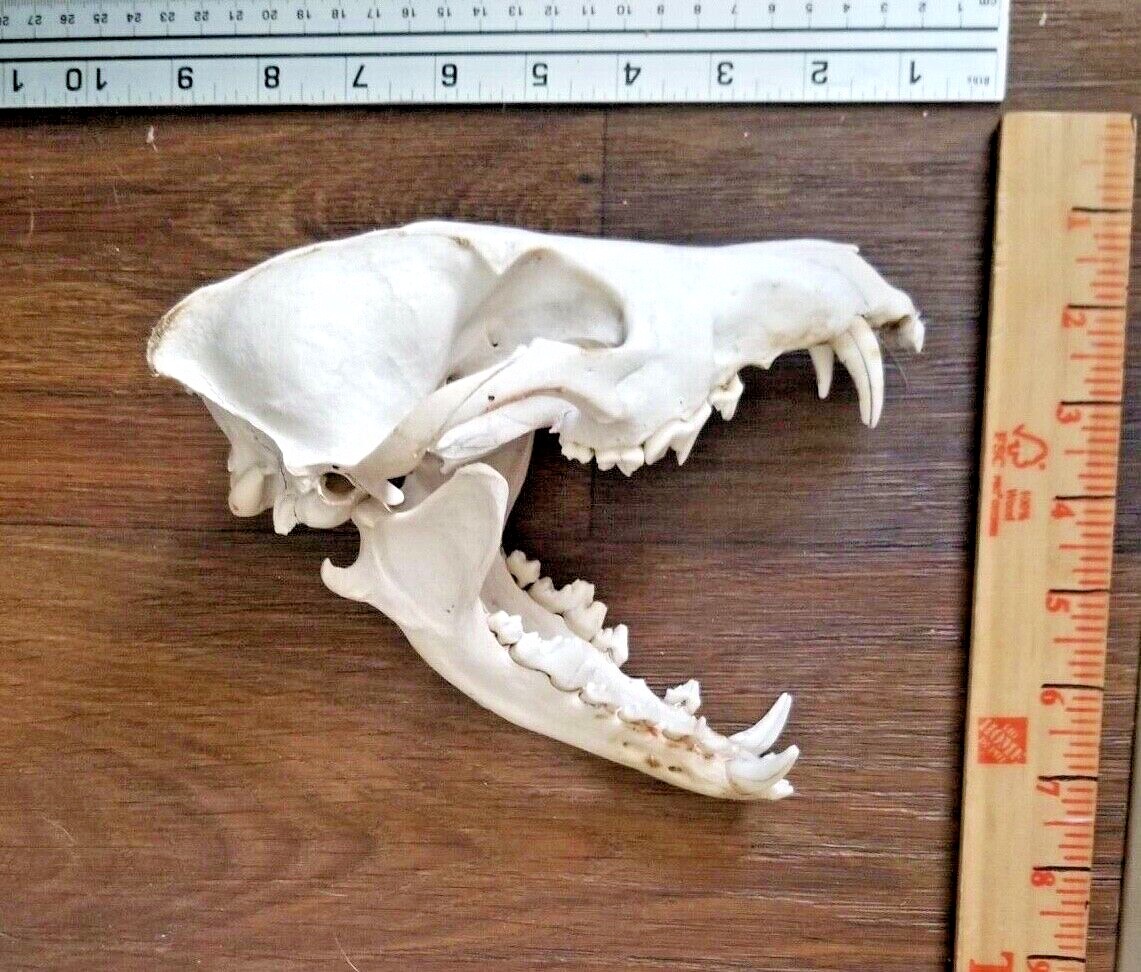 Large Wild Animal Bones - Deer and Elk - Skulls - Rib Cages - Backbone ...