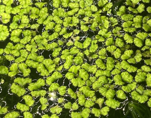 75 Pieces Riccia Water Spangles Live Aquarium Floating Plant | eBay