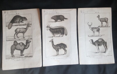 3 Engravings: Beaver- Buff - Camel - Suede Male Female- Dromedary | eBay