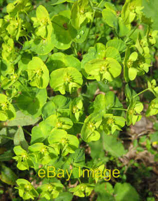 Photo 6x4 Wood spurge - Euphorbia amygdaloides Great Doward The only ...
