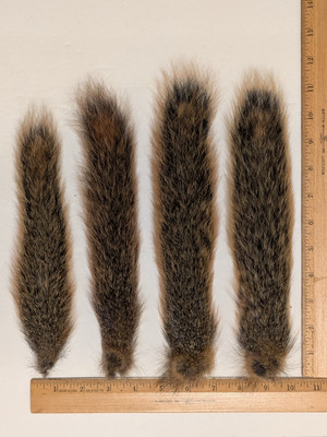 4 Fox Squirrel Tails Air Dried Bone In Fly Tying, Fishing Lure or Jig ...