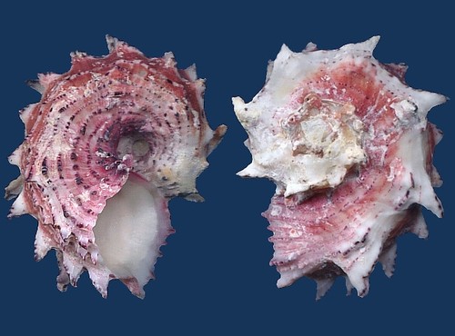 Shell Angaria nodosus Seashell | eBay