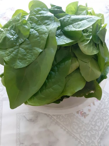 Malabar Spinach. BUY 2 GET 1 FREE. Red Vine Climbing Poi Shak Garden ...