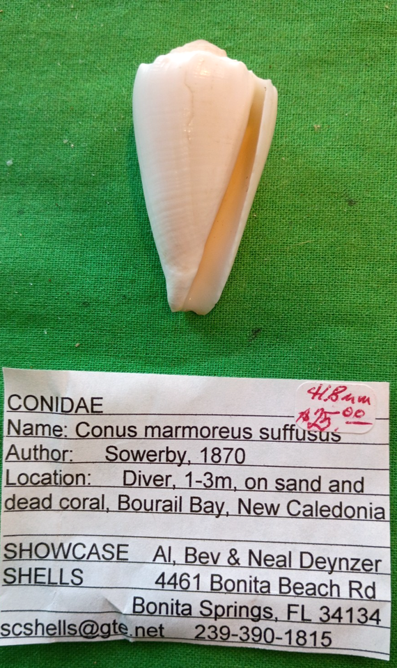 Conus marmoreus suffusus #M0979 New Caledonia 41.5mm | eBay