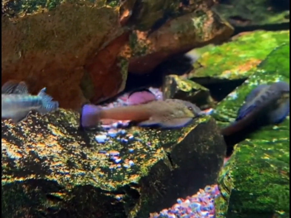 💜 Live True Purple Fin Hillstream Loach – Rare Spotted Algae Eater 💜 | eBay