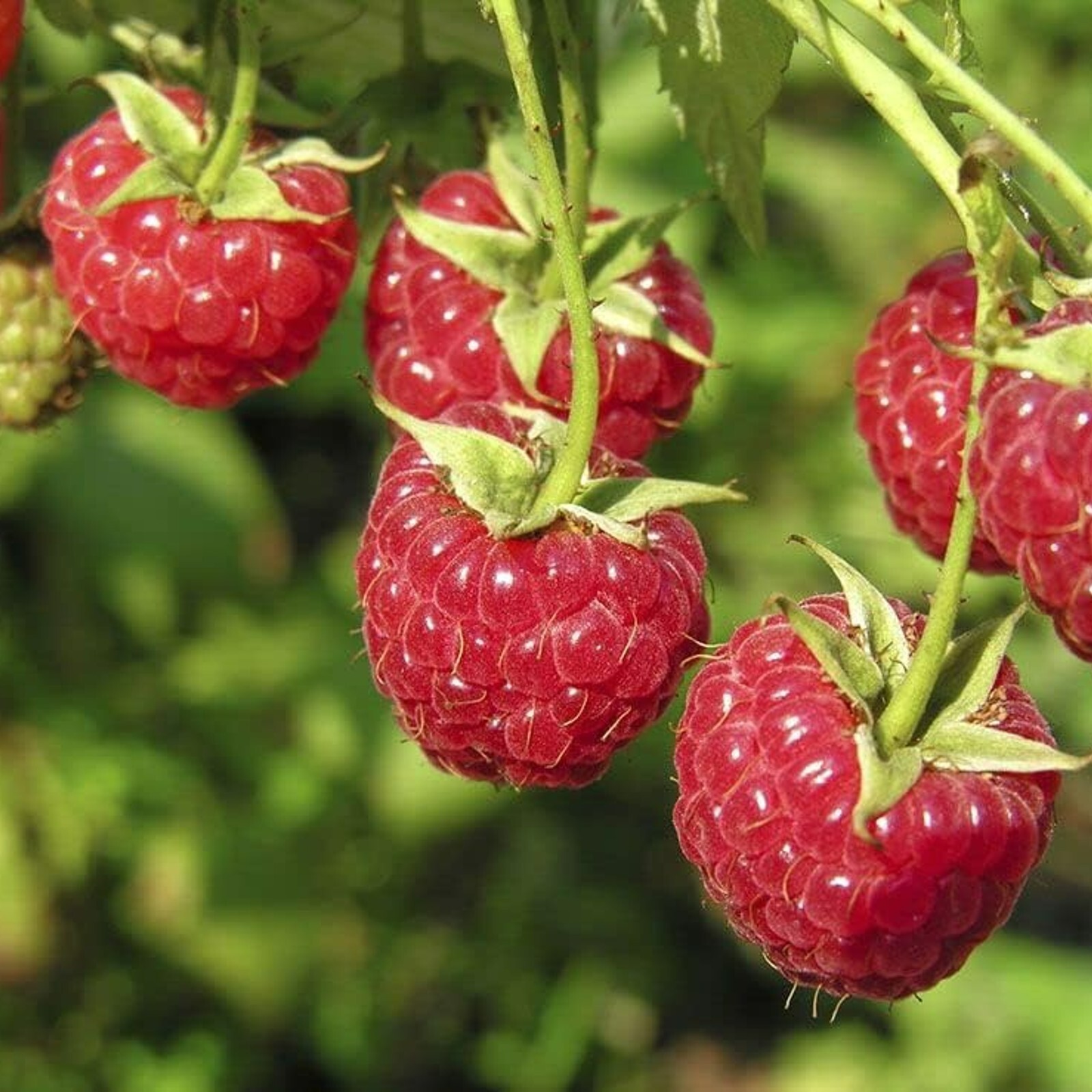 Raspberry Tulameen Bare Root 3 x Canes - Grow Your Own Fresh ...