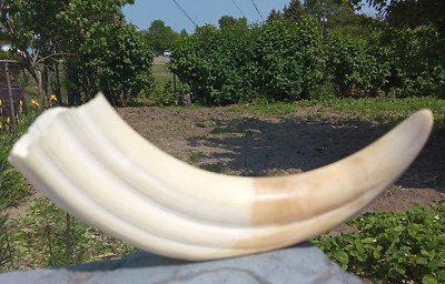 LARGE WILD BOAR TUSK/TOOTH. A RARE SELF-STANDING NATURAL HISTORY PIECE ...