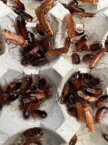 Red Runner Roaches 50-200 Reptile Food Live Feeders Free Shipping | eBay