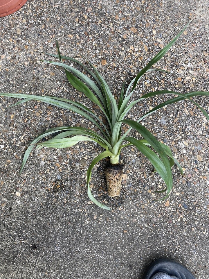 Florida Special Pineapple (Ananas cosmosus)TC Plant Plug-6-8 in- Edible ...