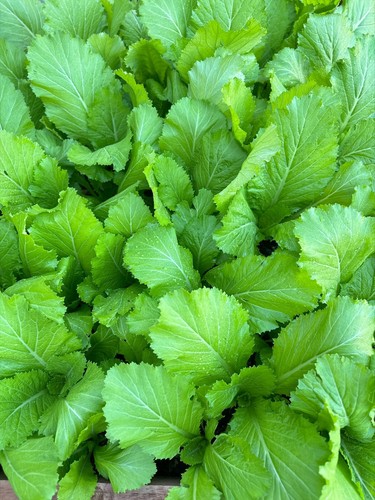 Mustard Green 200 seeds Rayo Ko Saag Indian Nepali HEIRLOOM Winter ...