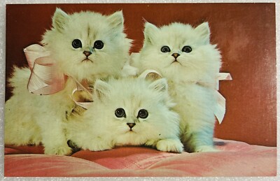 Cat Kittens Greetings From Tennessee Illinois IL White Fur Powder Puffs ...