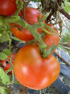 ARKANSAS TRAVELER TOMATO SEEDS * MEATY * JUICY FRUITS *15 PER PKT. * | eBay