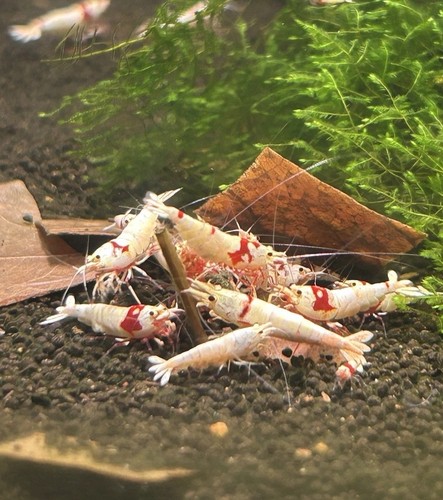 10+1 Pure Red Line (PRL) Caridina Shrimp (Live Guarantee Arrival) | eBay