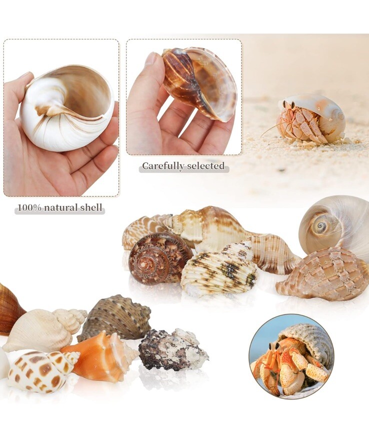 10 Large Conch Seashells Mix Beach Decor Display Diy Crafting Big Sea ...