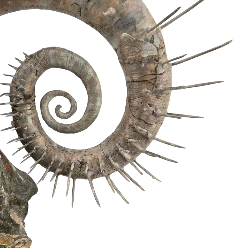 ammonite fossils Ephamulina arcuata albian cretaceous madagascar fossil ...